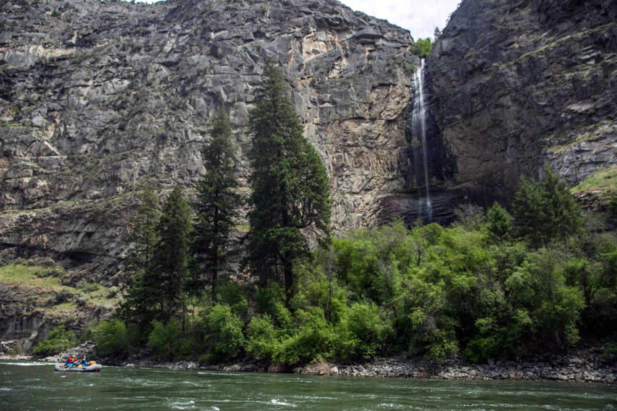 Trees of the Middle Fork Salmon River | Idaho River Journeys